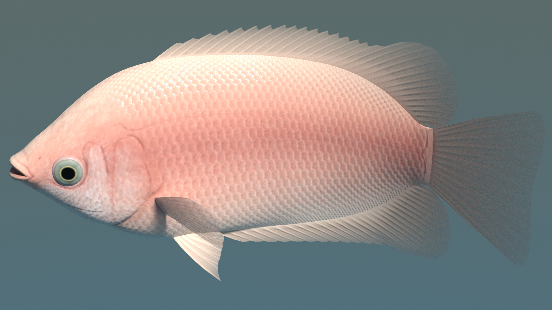 3d kissing gourami