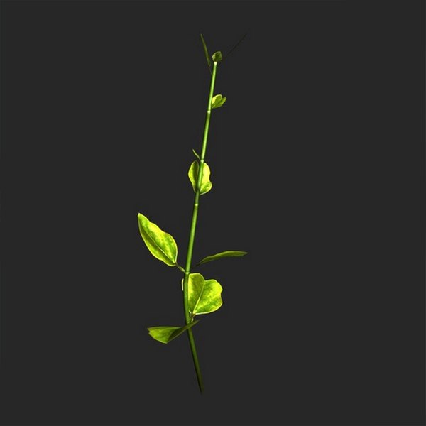 3d small plant model