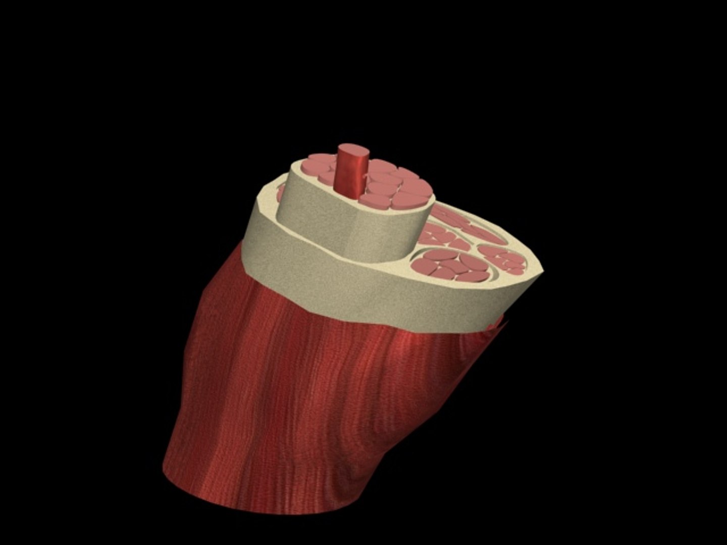 Muscle Fiber 3d Model