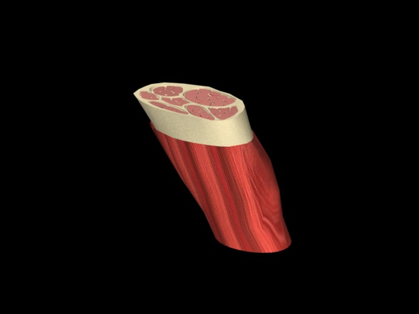 Muscle Fiber 3d Model