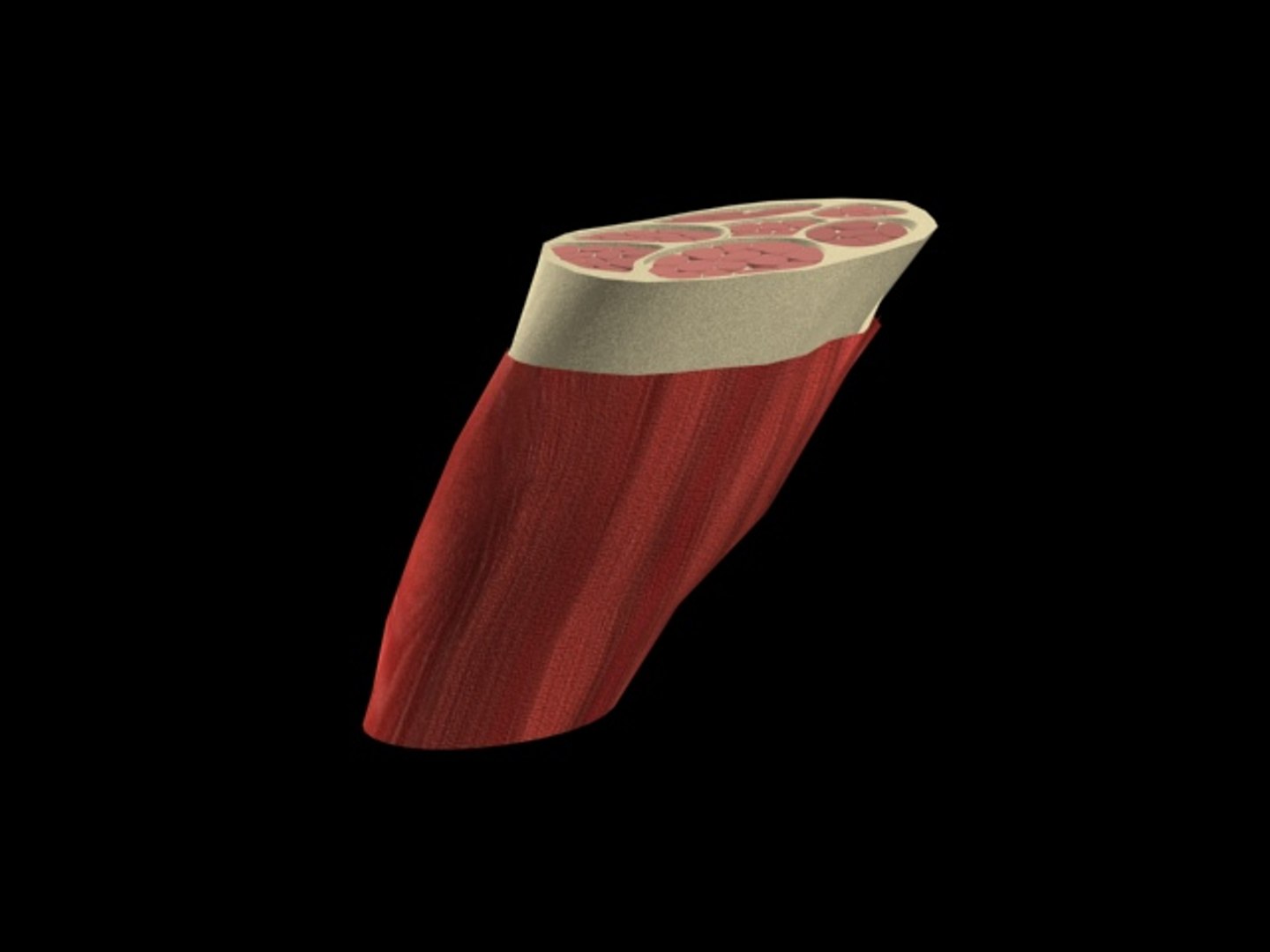 Muscle Fiber 3d Model