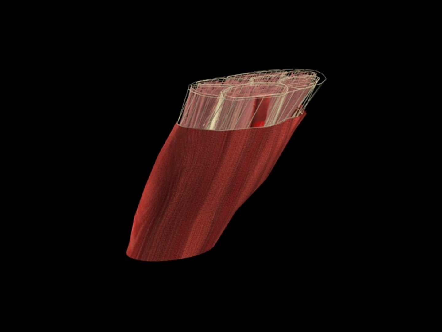 Muscle Fiber 3d Model