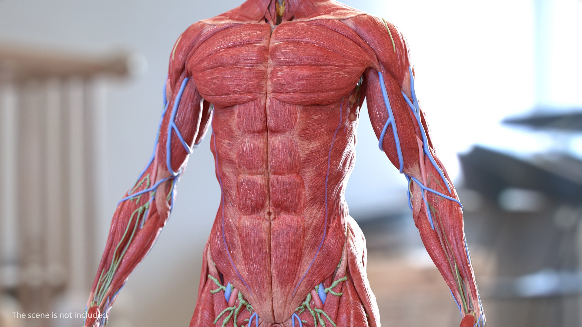3D Model Human Torso Muscular Body - TurboSquid 1462554