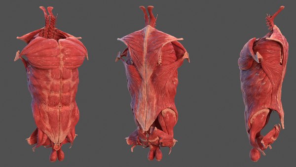 modelo 3d Sistema muscular del torso humano - TurboSquid 1462554