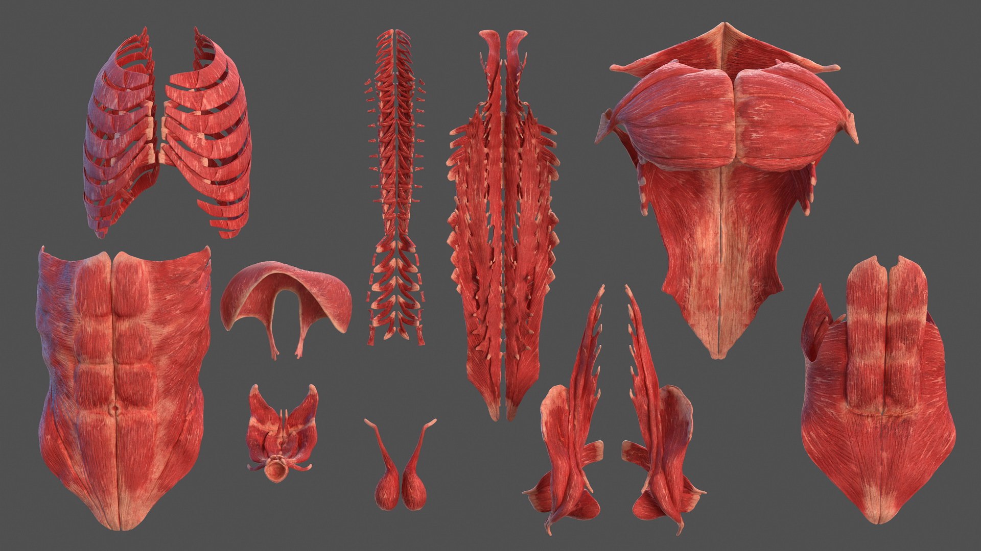 3D Model Human Torso Muscular Body - TurboSquid 1462554