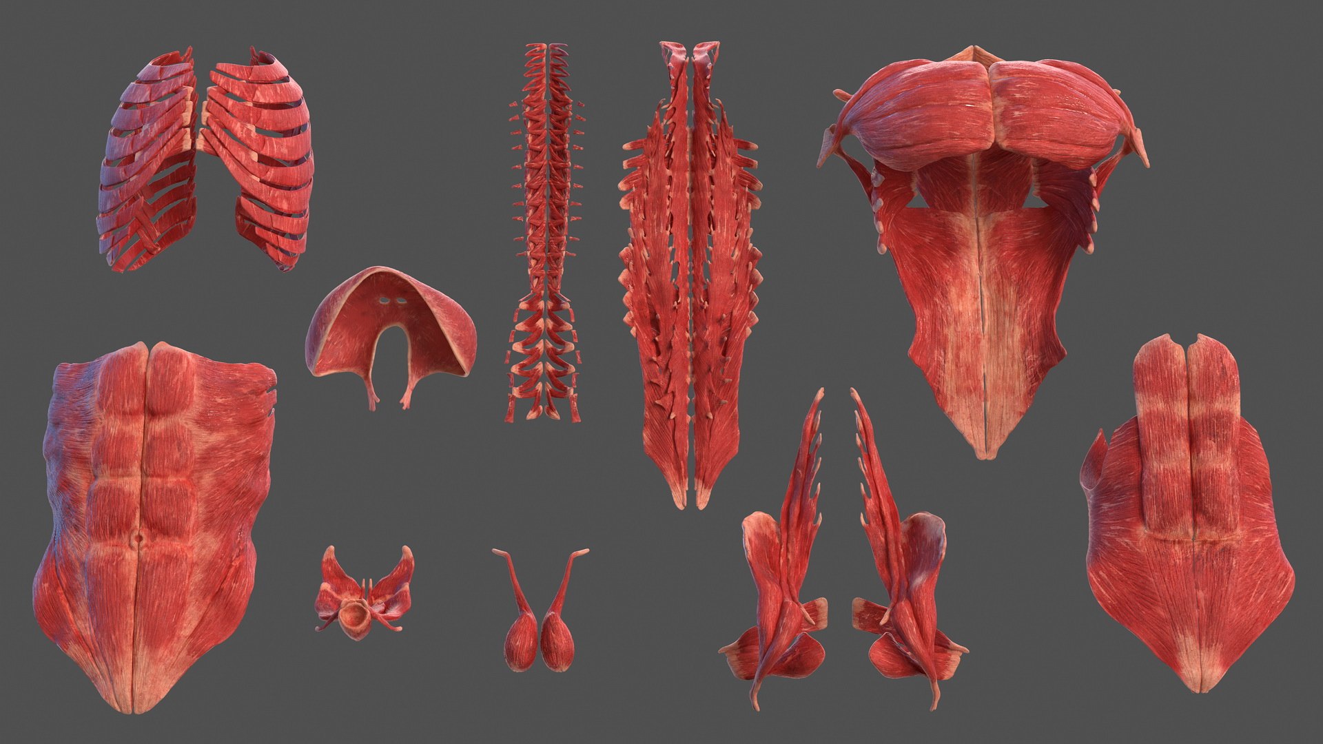 3D Model Human Torso Muscular Body - TurboSquid 1462554