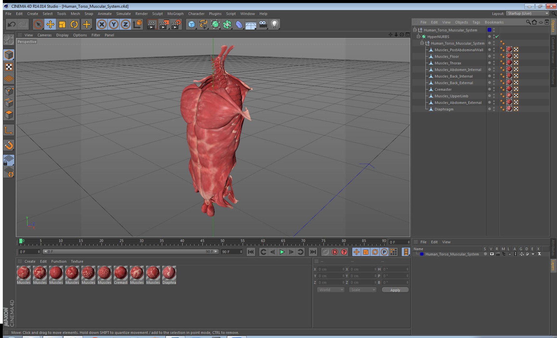 3D model human torso muscular body - TurboSquid 1462554