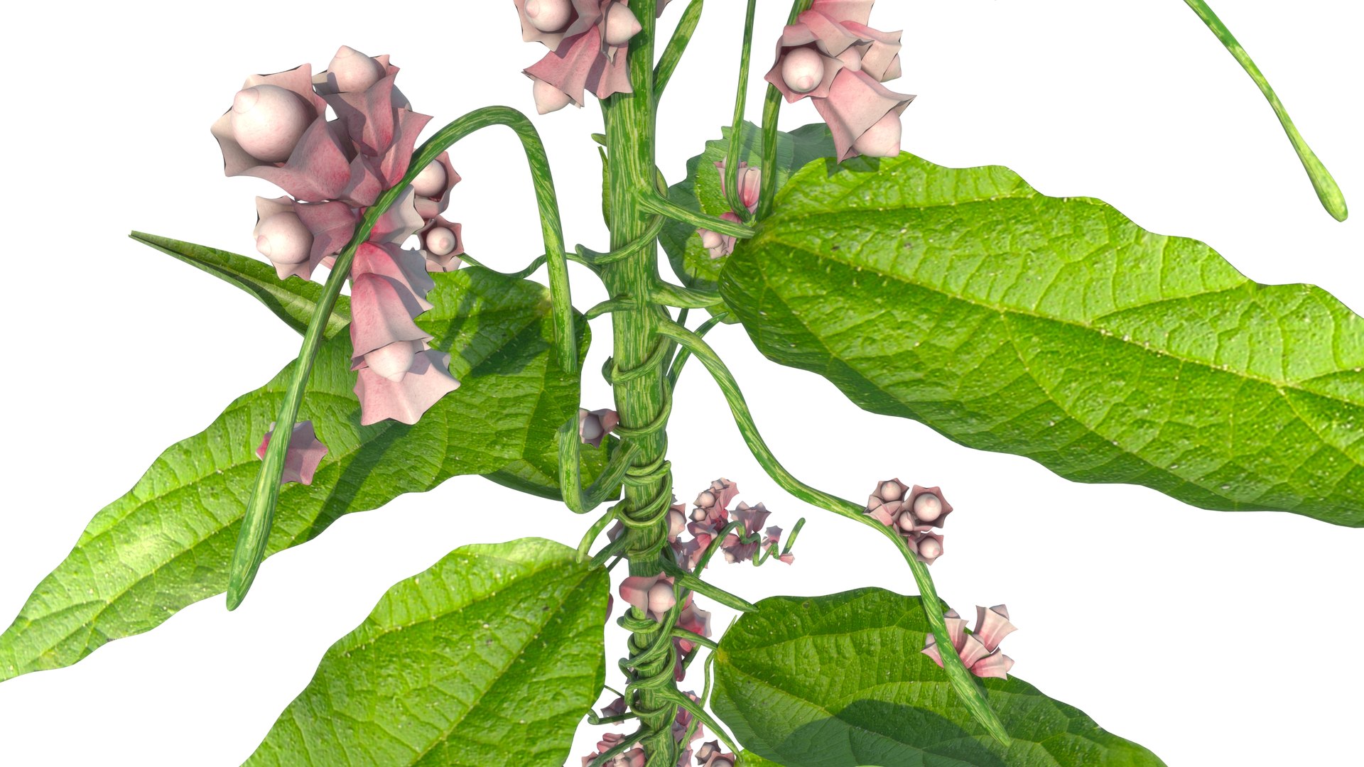 Cuscuta Dodder Plant Model - TurboSquid 2185768