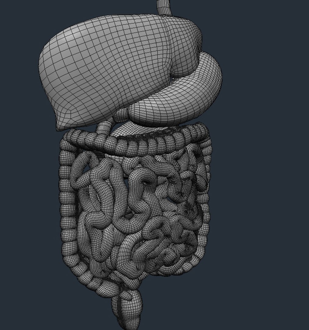 Internal Organs 3d Model