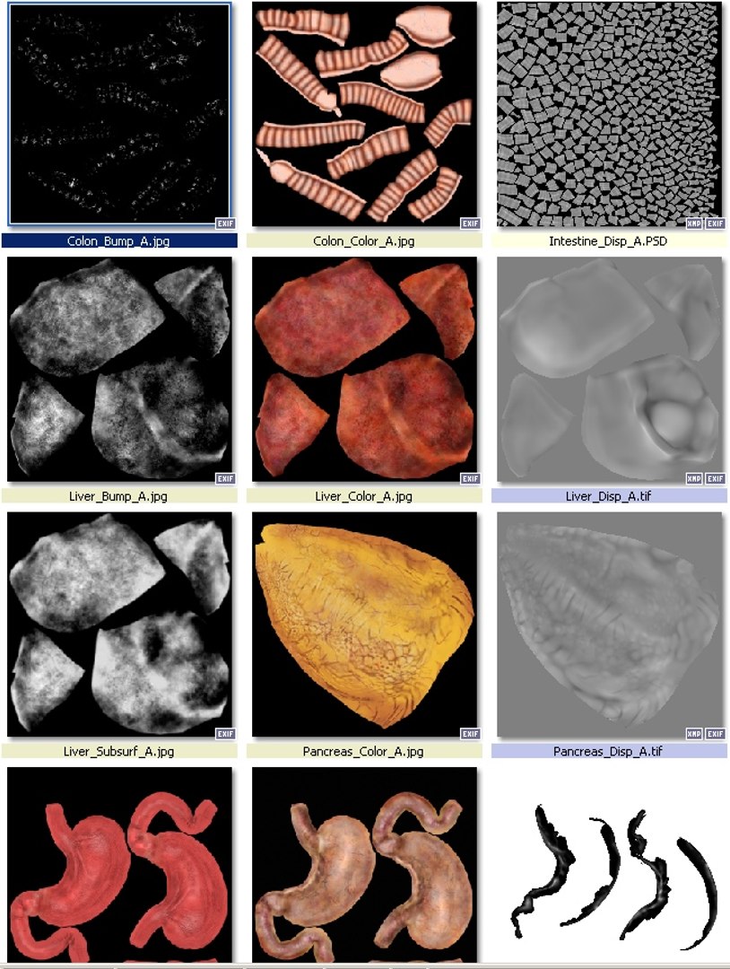 Internal Organs 3d Model