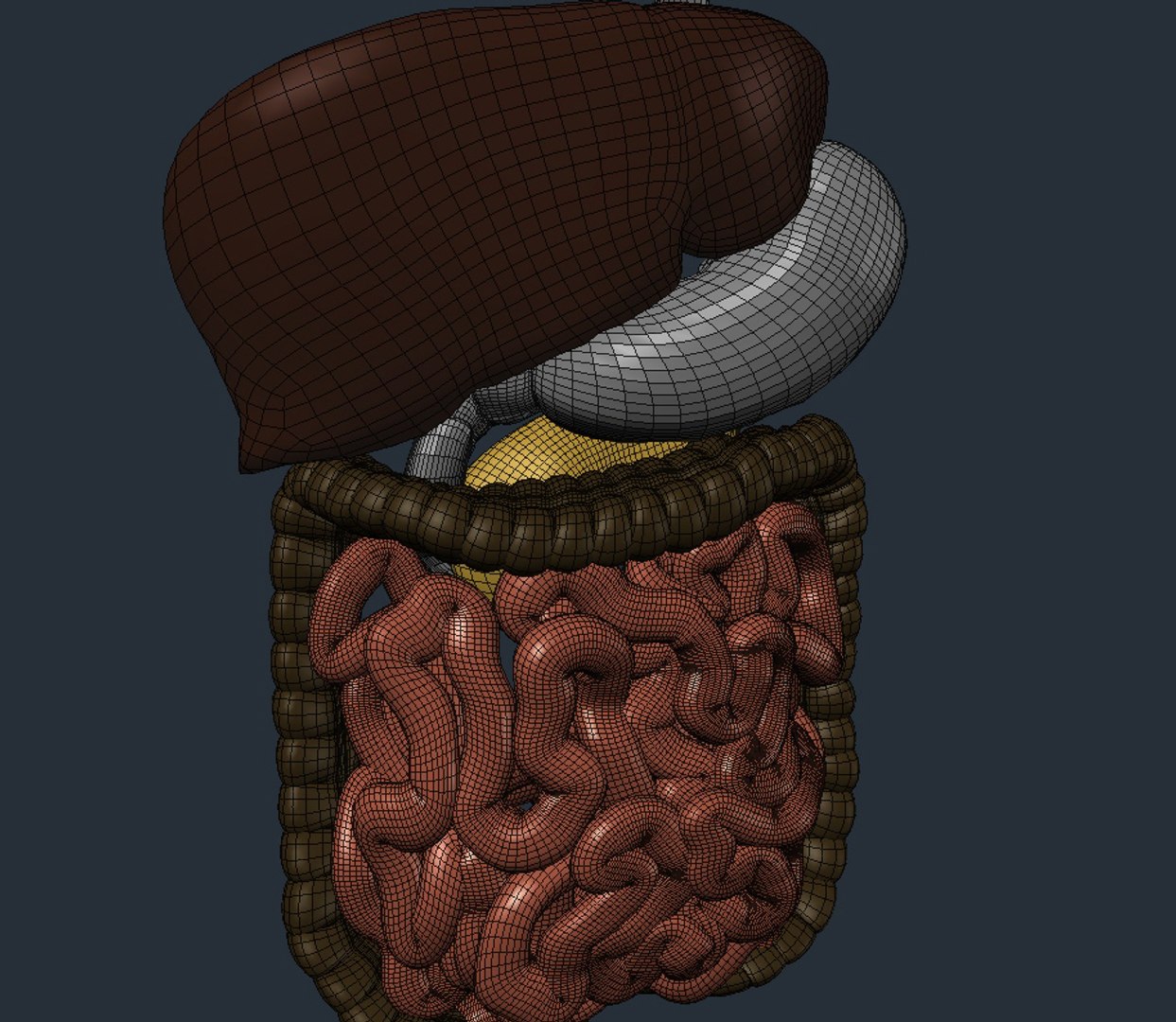 Internal Organs 3d Model