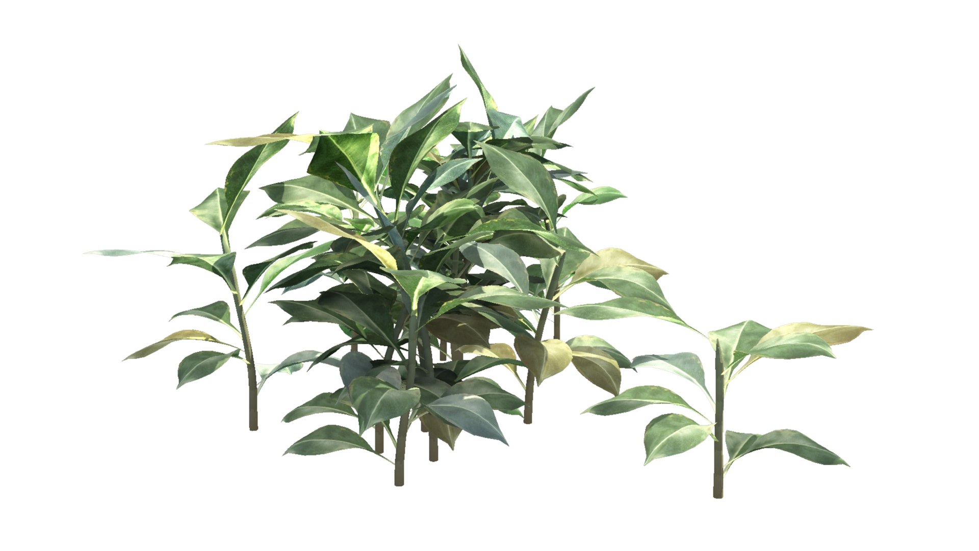 Plant Realistic 3d Fbx