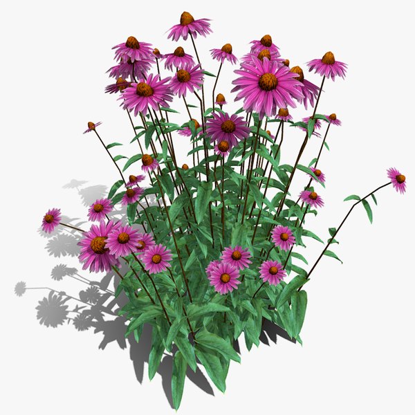 modelo 3d Equinácea purpurea Magnus Coneflower - TurboSquid 2141210