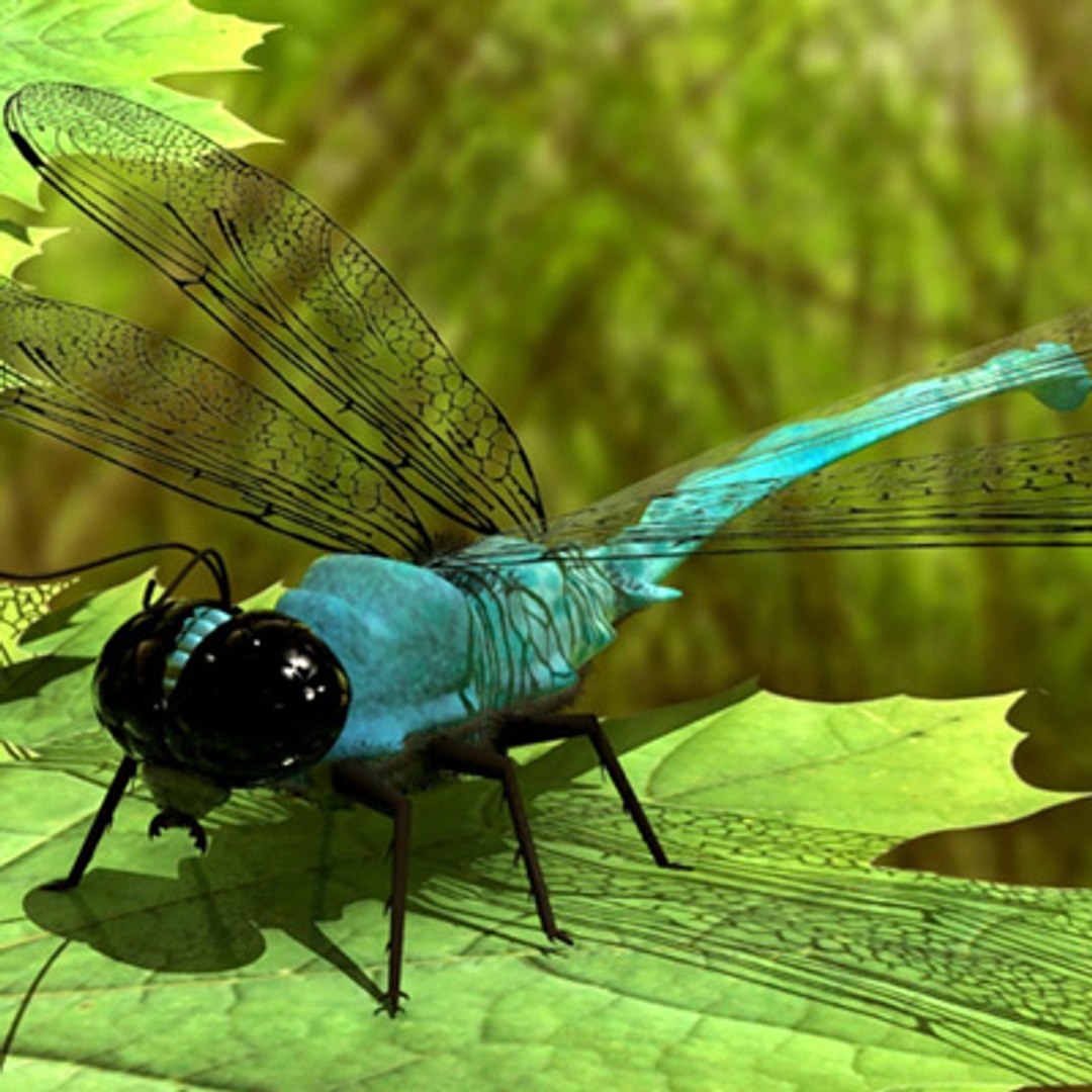 Dragonfly 3d Model