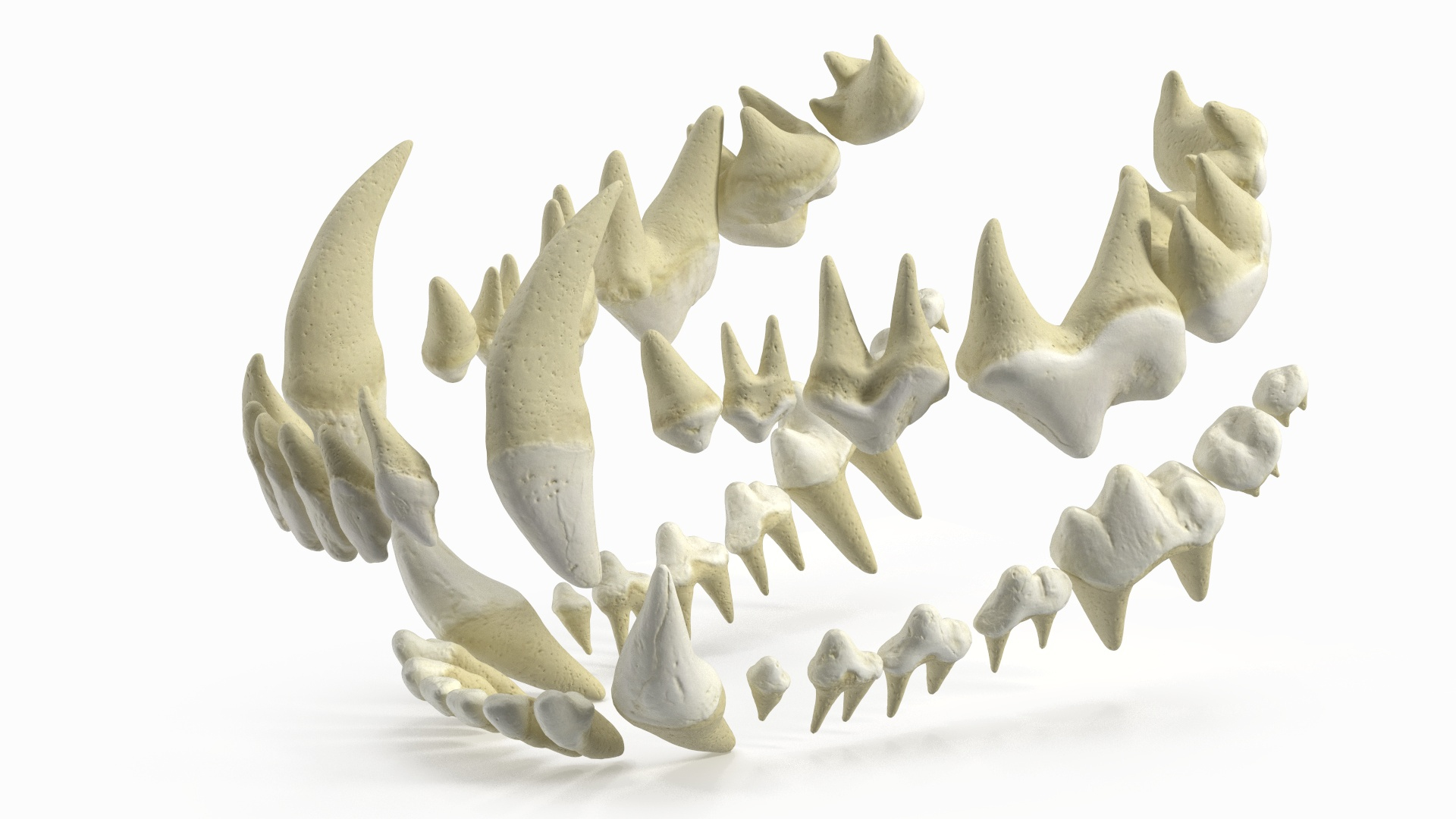 3D Model Teeth Of Dog - TurboSquid 2396011