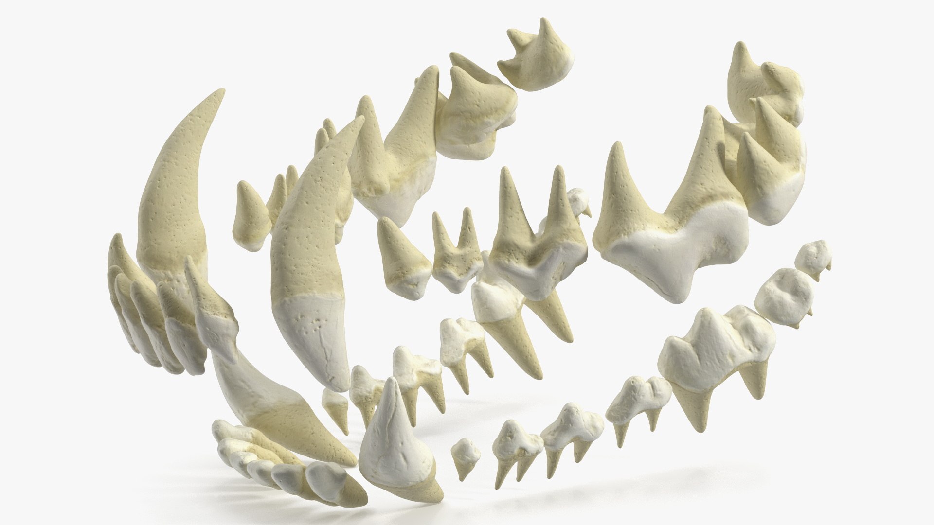 3D Model Teeth Of Dog - TurboSquid 2396011