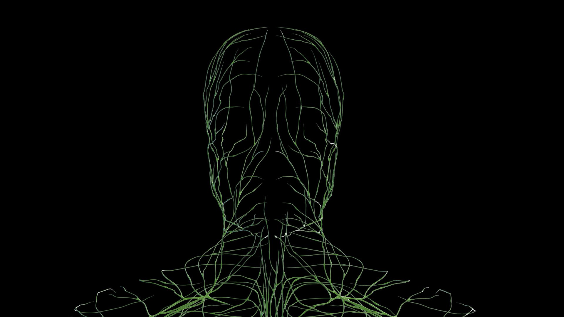 Human Male Body and Lymphatic System Static model - TurboSquid 2051856