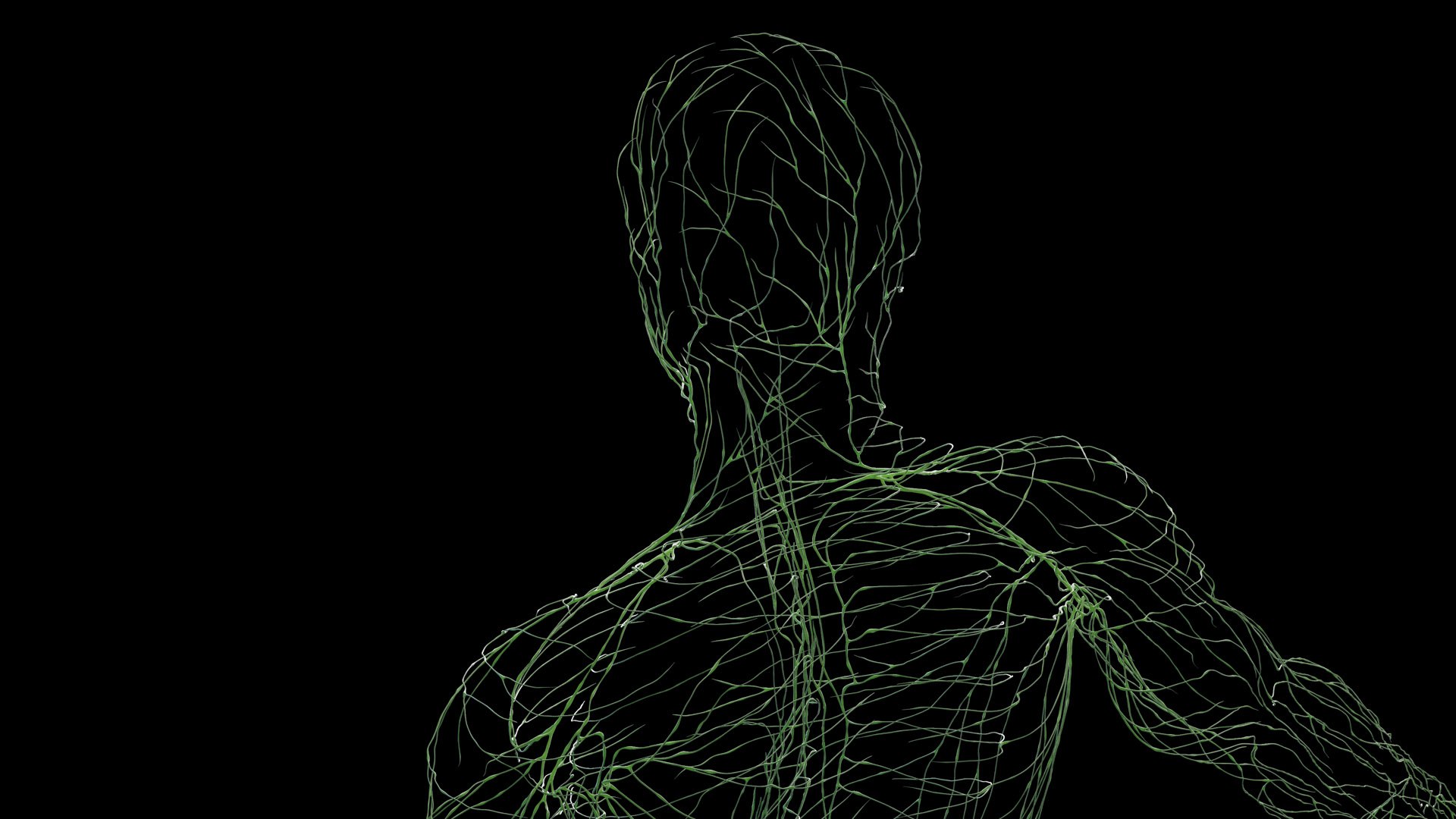 Human Male Body and Lymphatic System Static model - TurboSquid 2051856