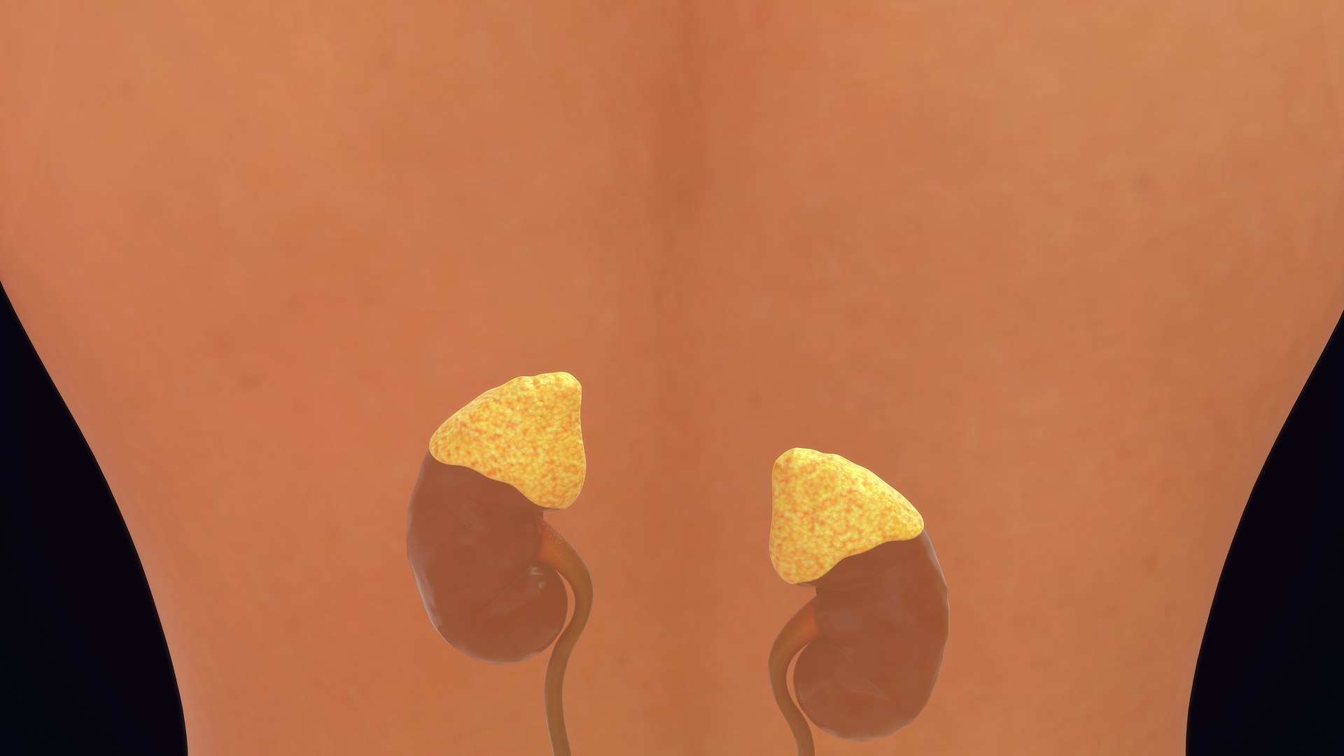 3D Human Natural Body With Kidney Model - TurboSquid 1891160