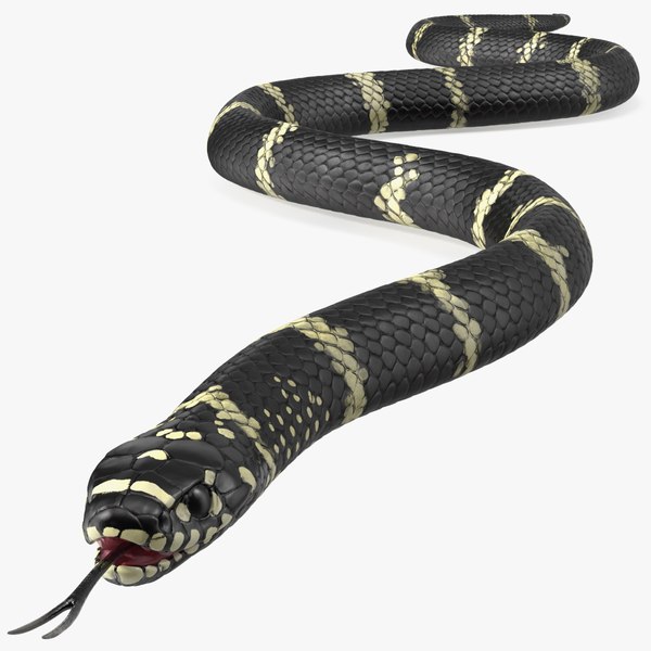 Snake 3D Models for Download | TurboSquid