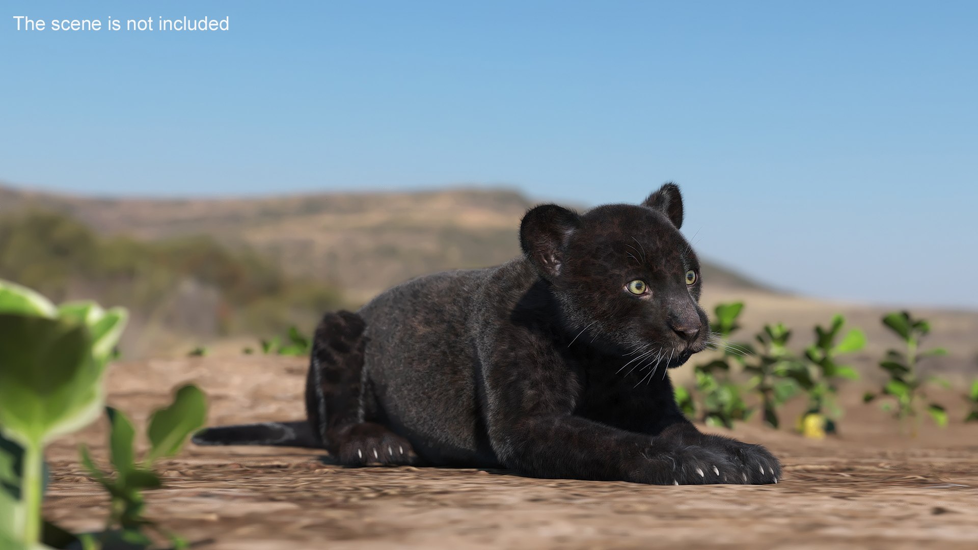 3D Model Panther Cub Lying Down Fur For Maya - TurboSquid 2403155