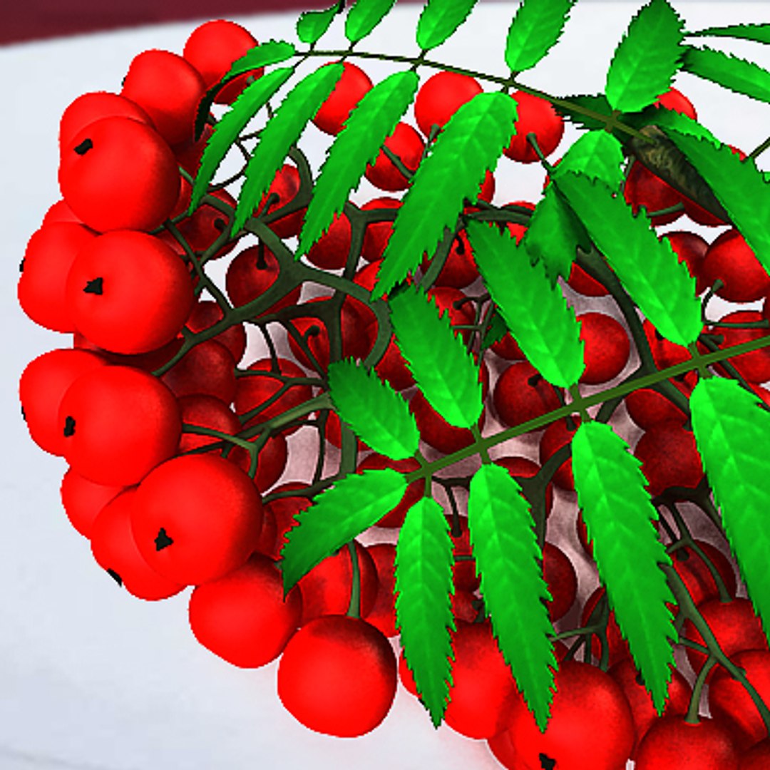 3d Model Red Mountain Ash
