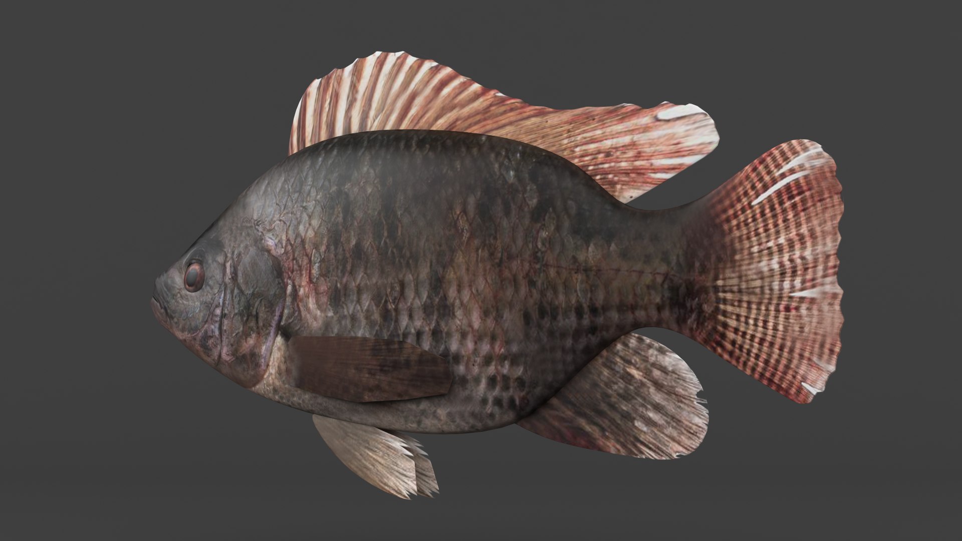 Tilapia Fish Model - TurboSquid 2076696