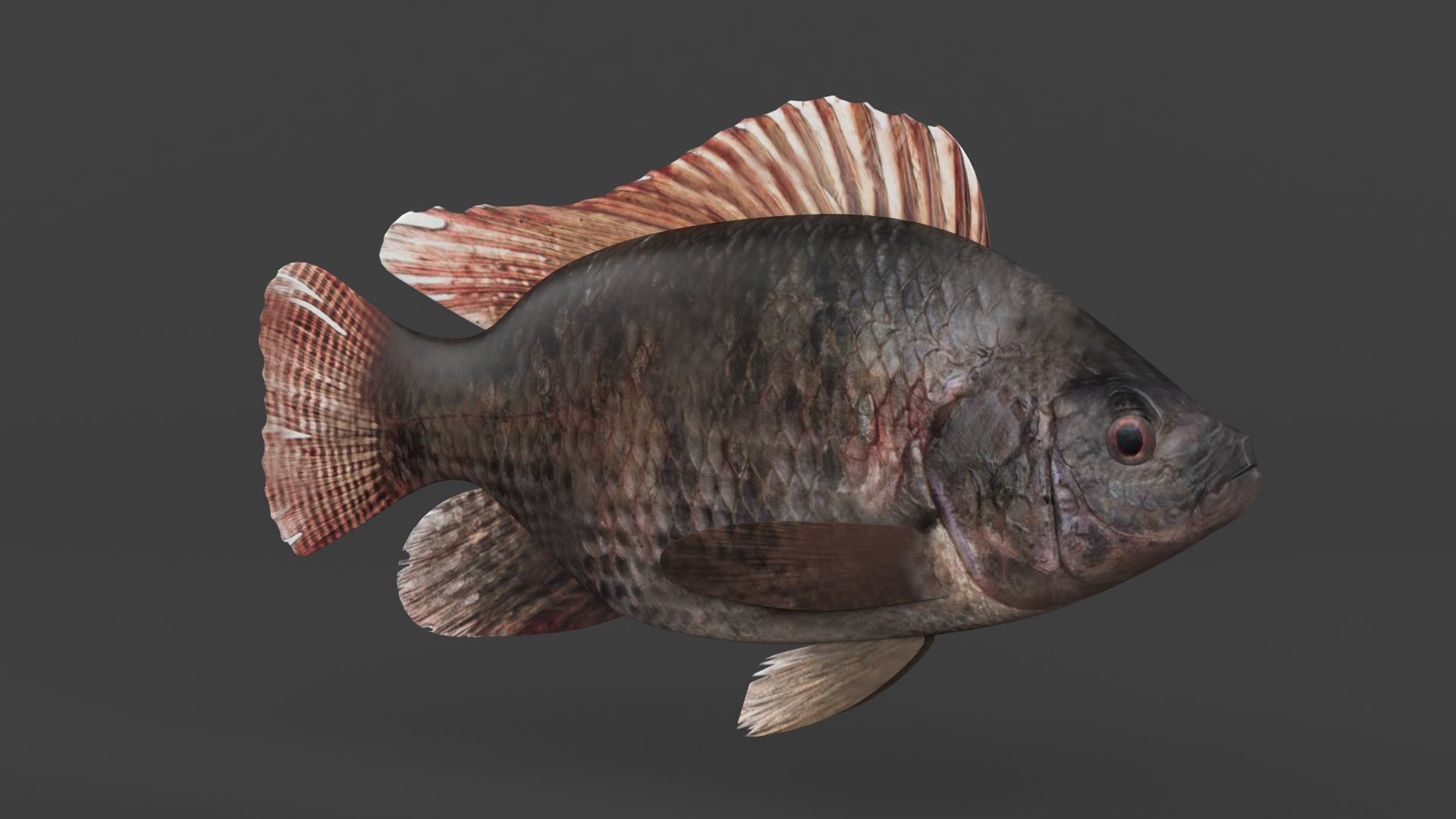 Tilapia Fish Model - TurboSquid 2076696