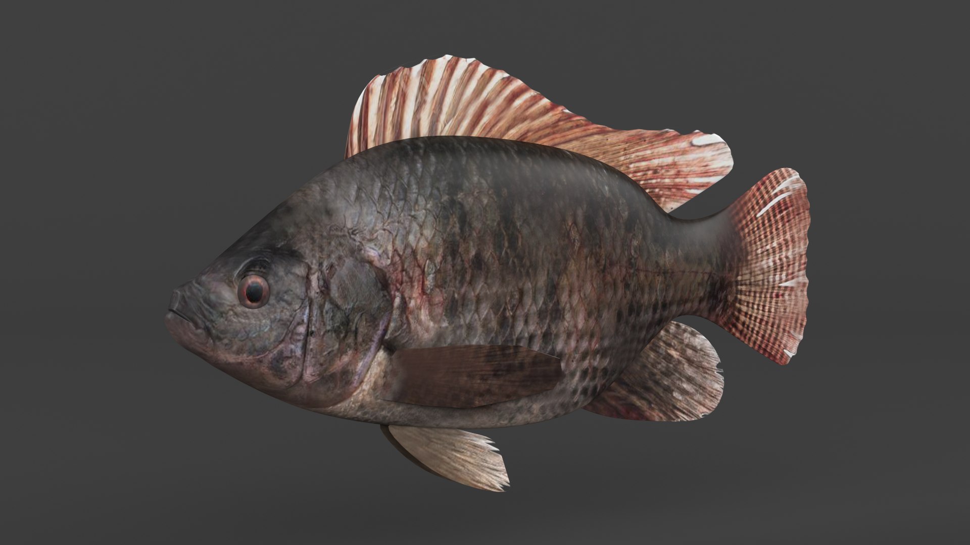 Tilapia Fish Model - TurboSquid 2076696