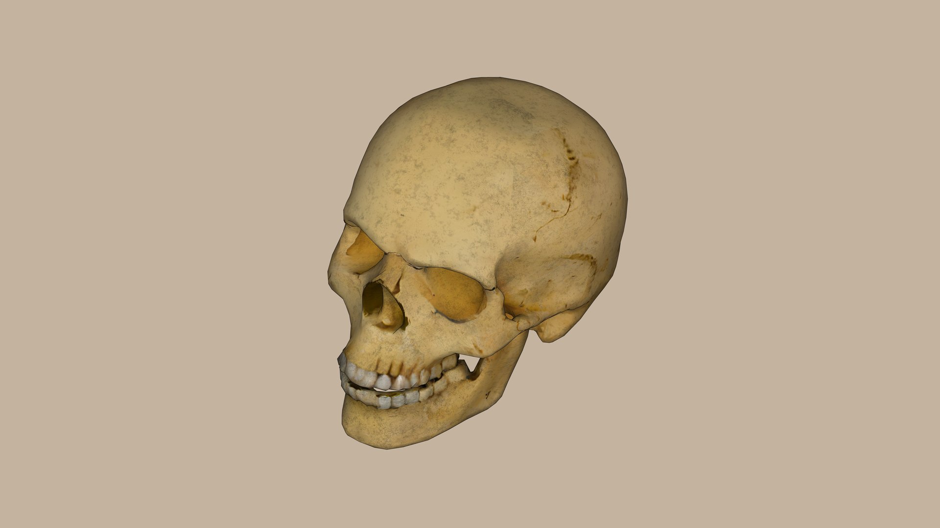 3D Skull Model - TurboSquid 2391095