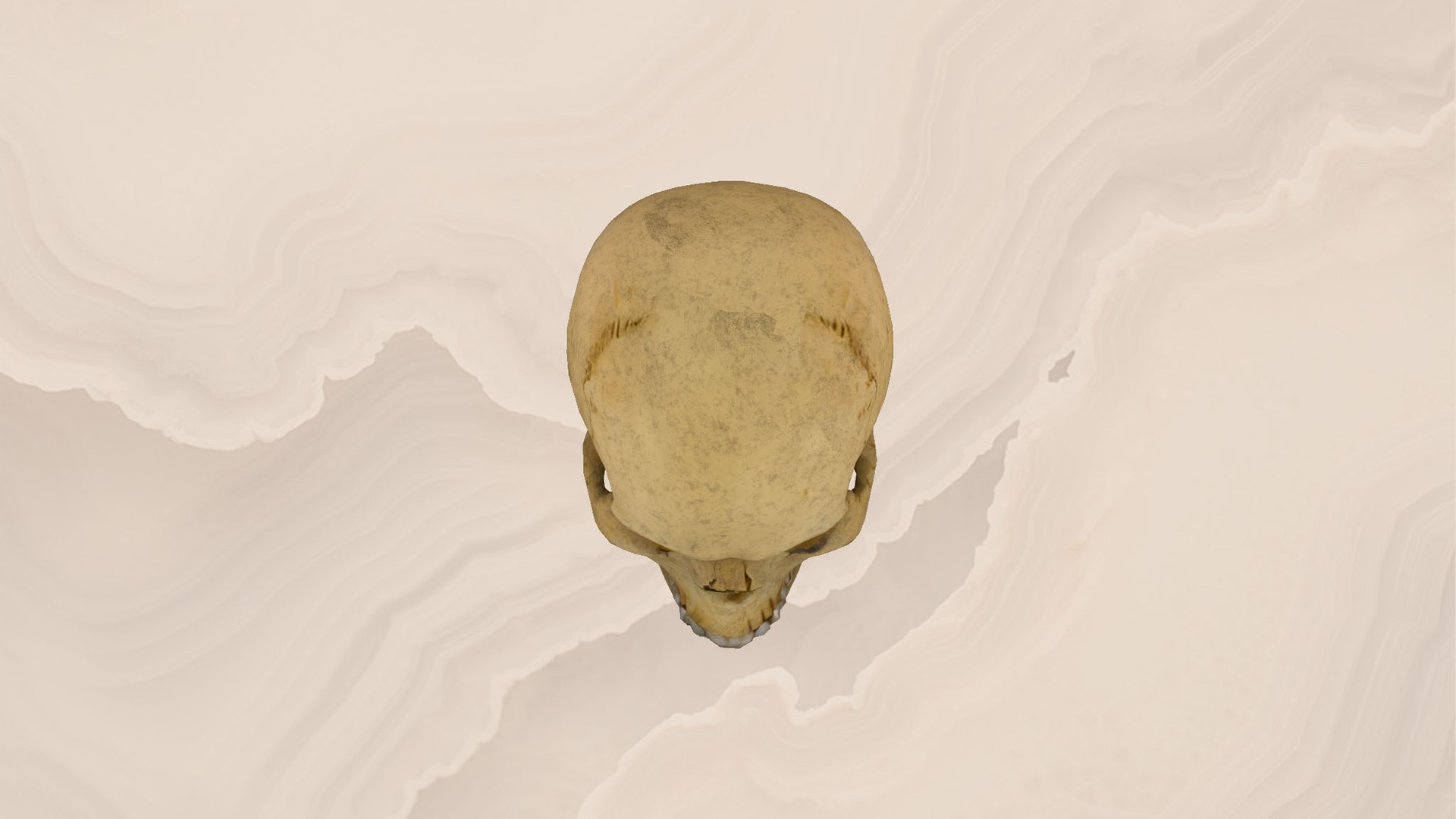 3D Skull Model - TurboSquid 2391095