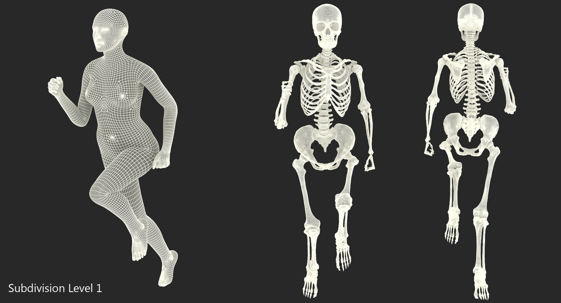 Female body skeleton running 3D - TurboSquid 1230780