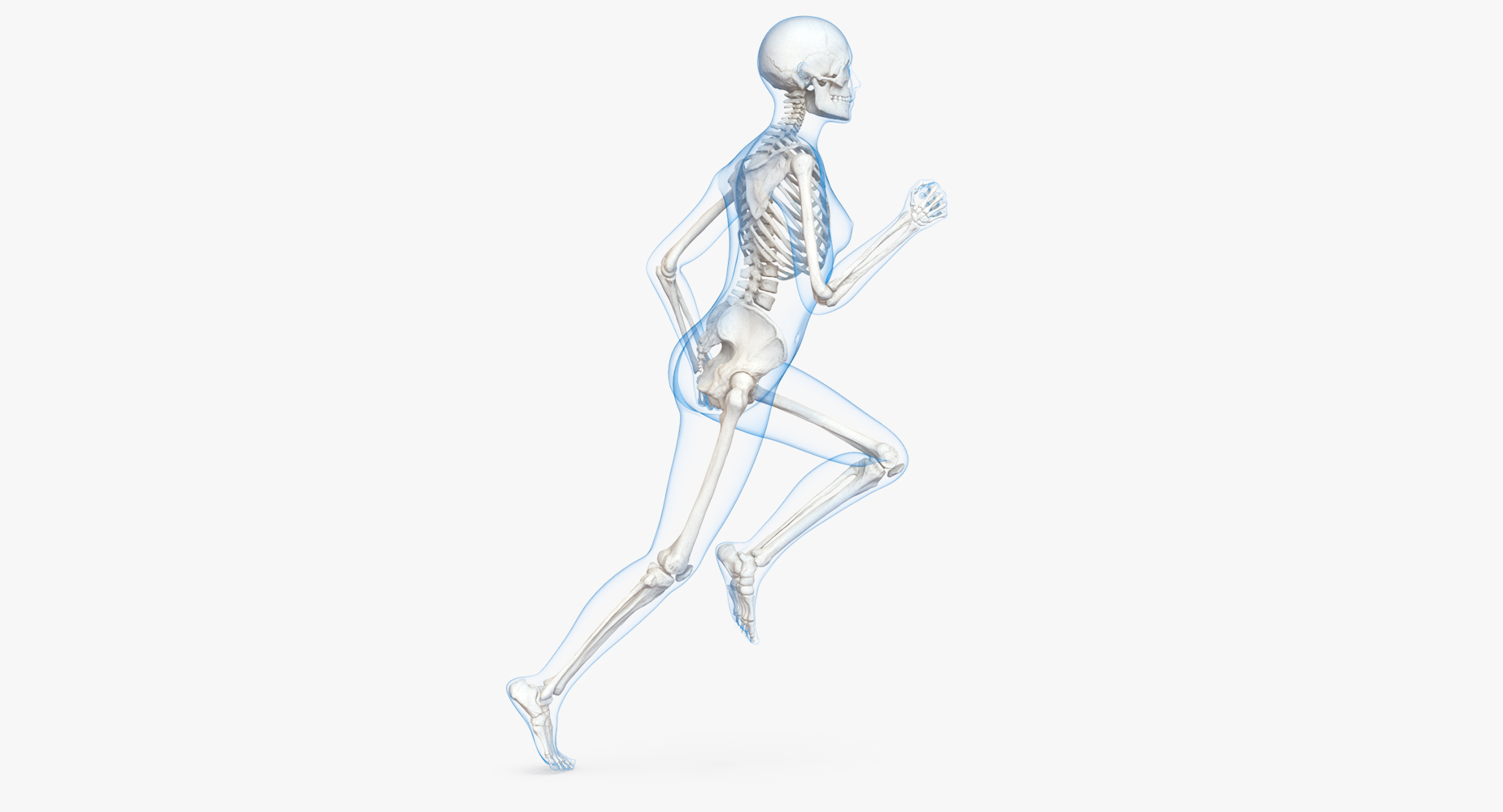 Female body skeleton running 3D - TurboSquid 1230780