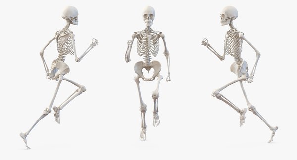 Female body skeleton running 3D - TurboSquid 1230780