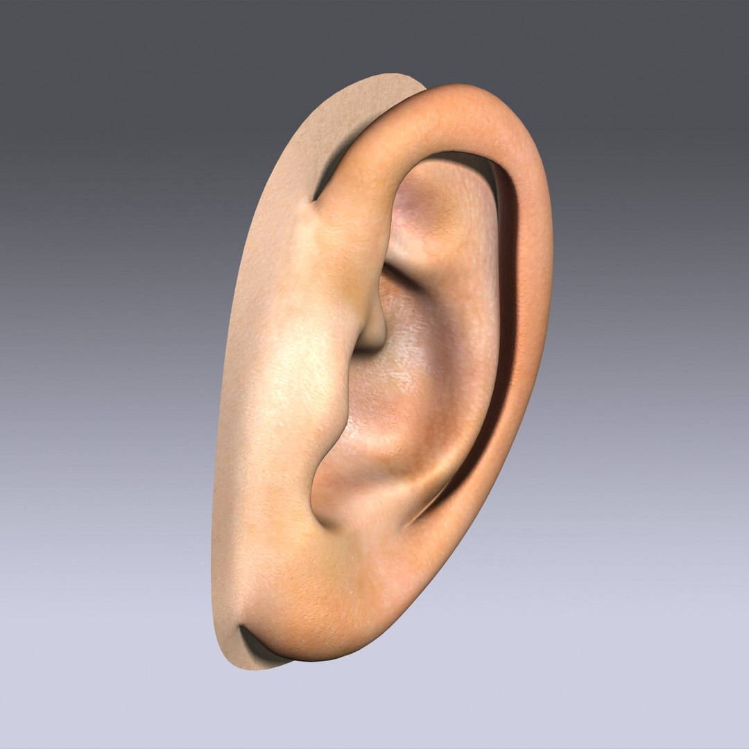 Max Human Ear