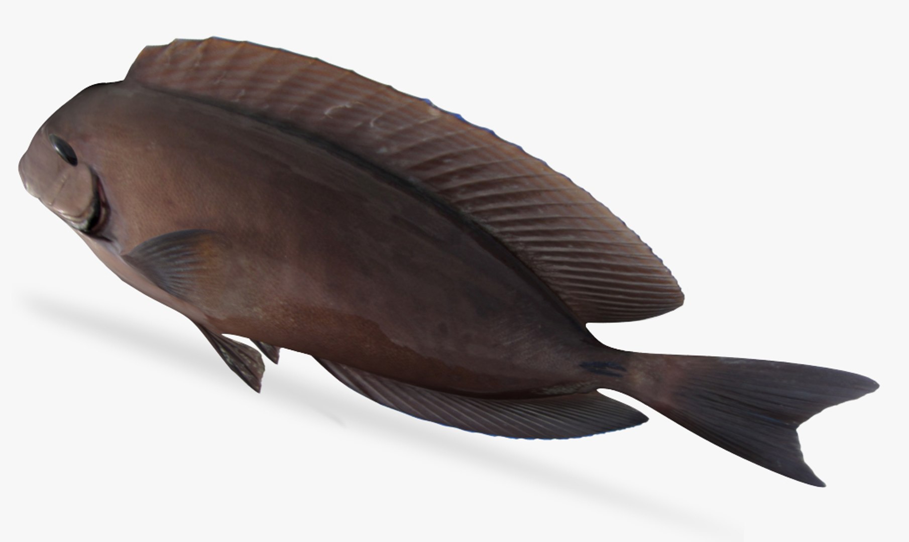 Doctorfish Fish 3D | 1143882 | TurboSquid