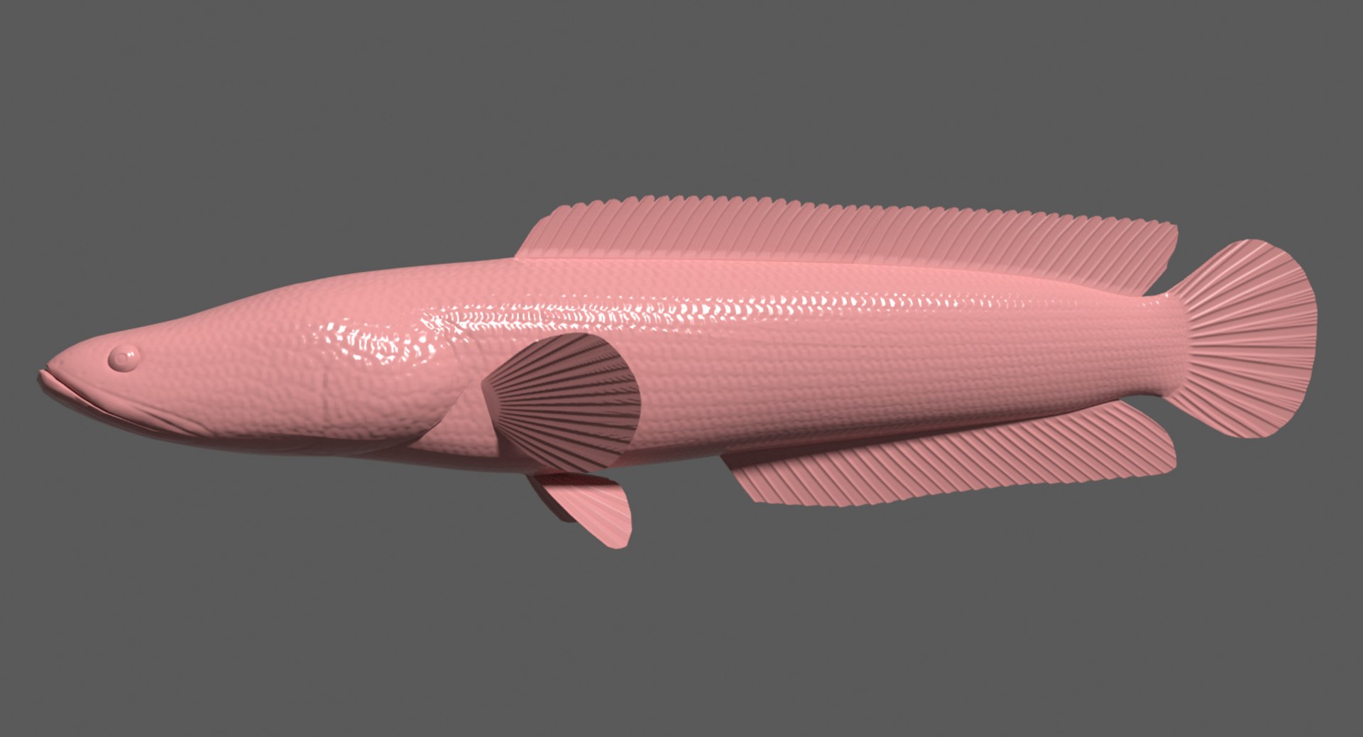 Northern Snakehead 3d Model