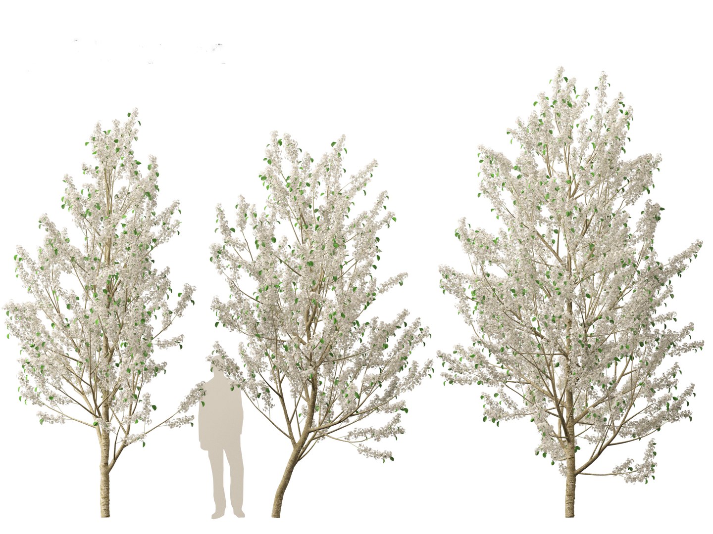 Pyrus Calleryana Winter Glow - Ornamental Pear 01 3D - TurboSquid 2106787