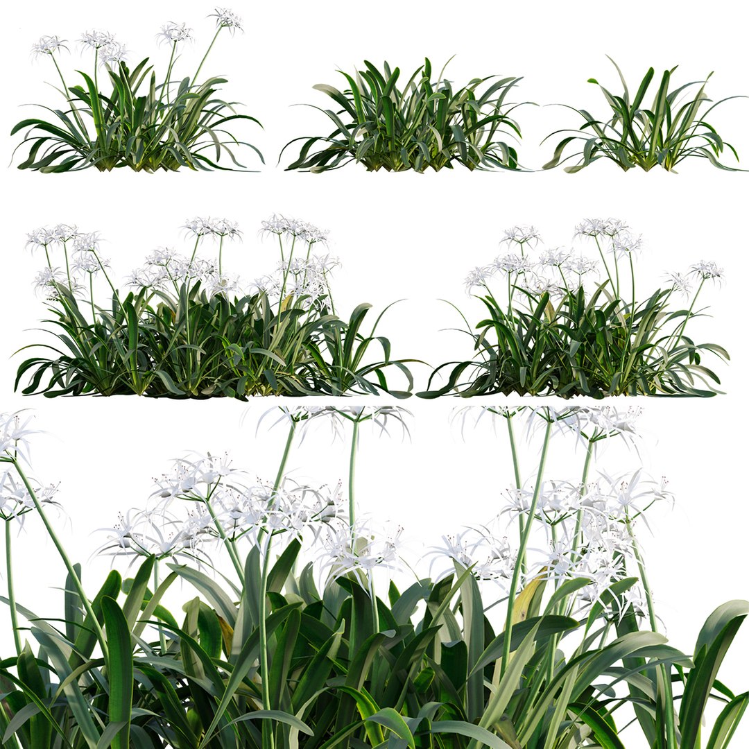 Spider Lily Model - TurboSquid 1779311