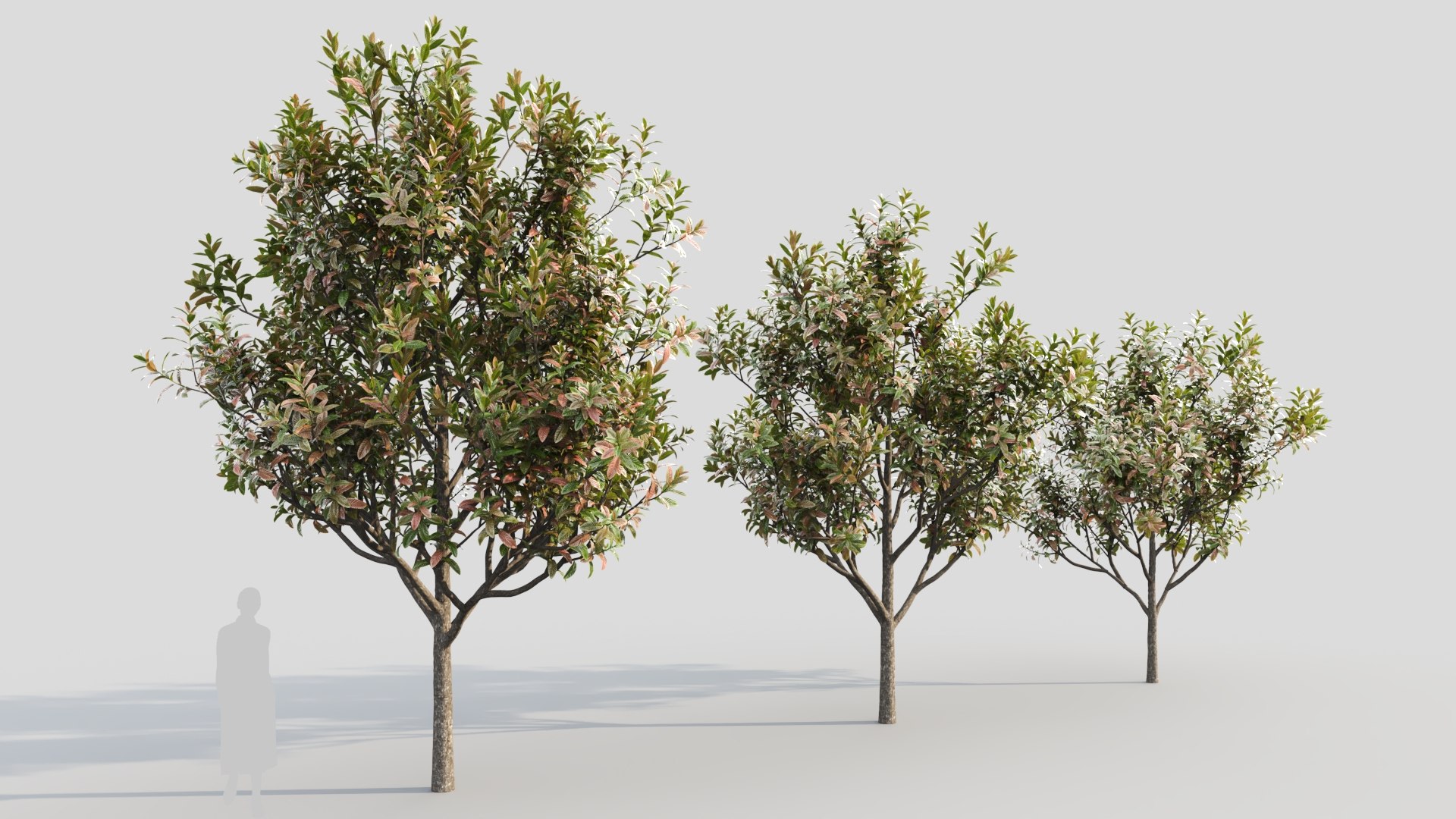 3D Loquat C - TurboSquid 2158620
