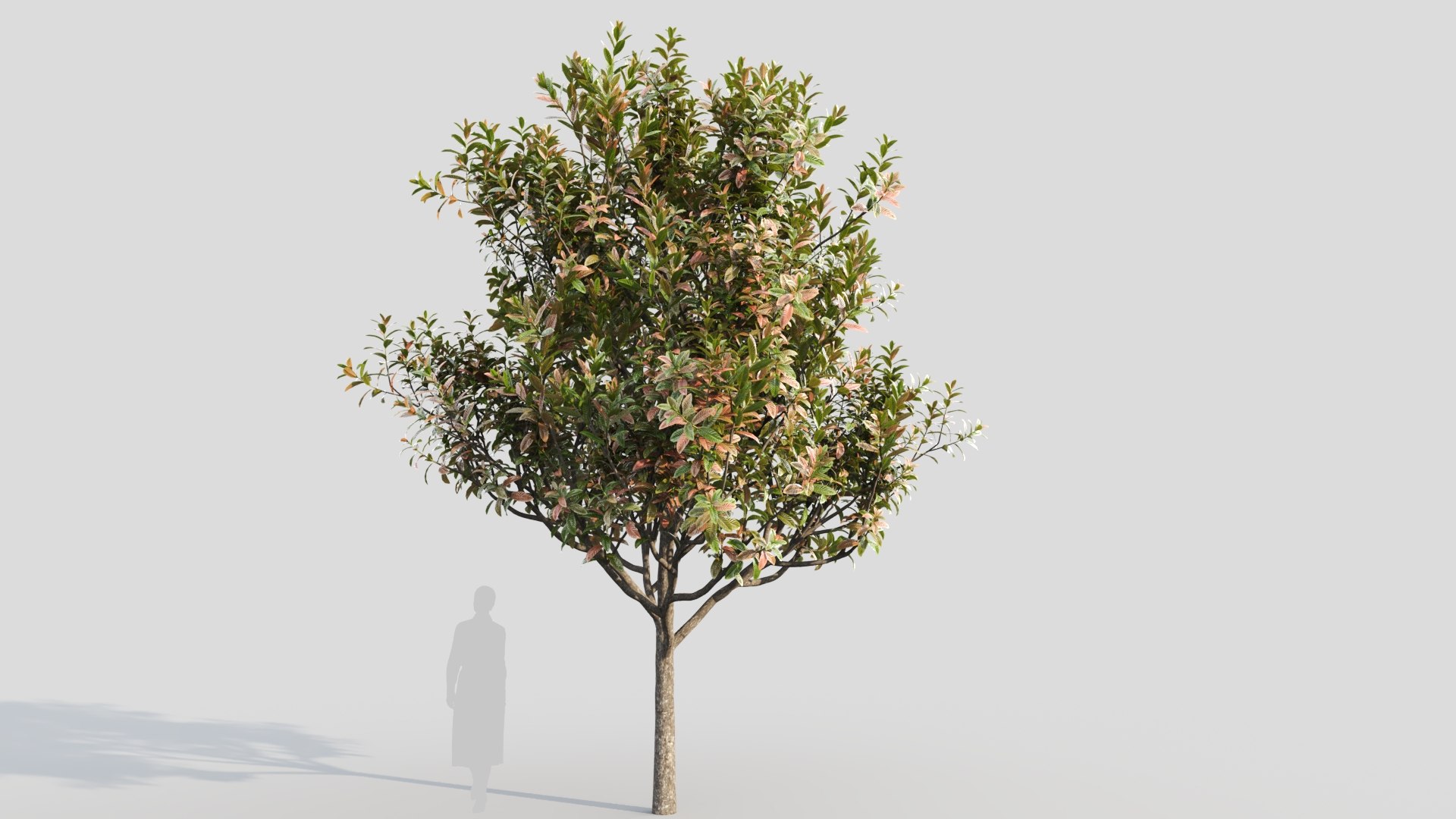 3D Loquat C - TurboSquid 2158620