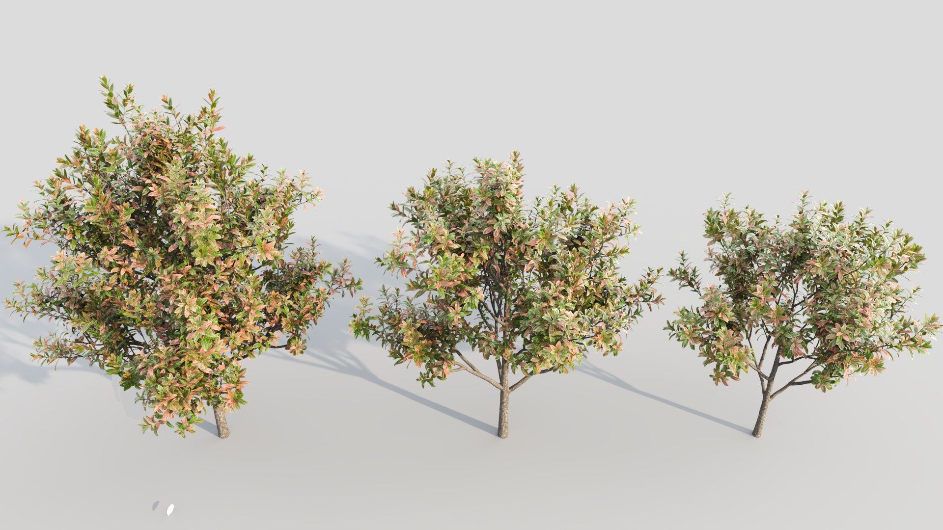 3D Loquat C - TurboSquid 2158620