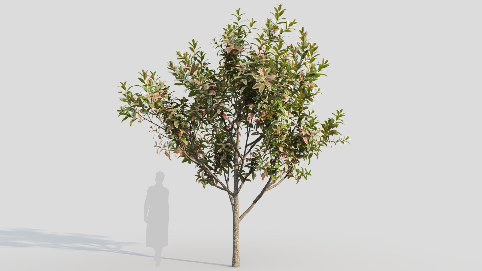 3D Loquat C - TurboSquid 2158620