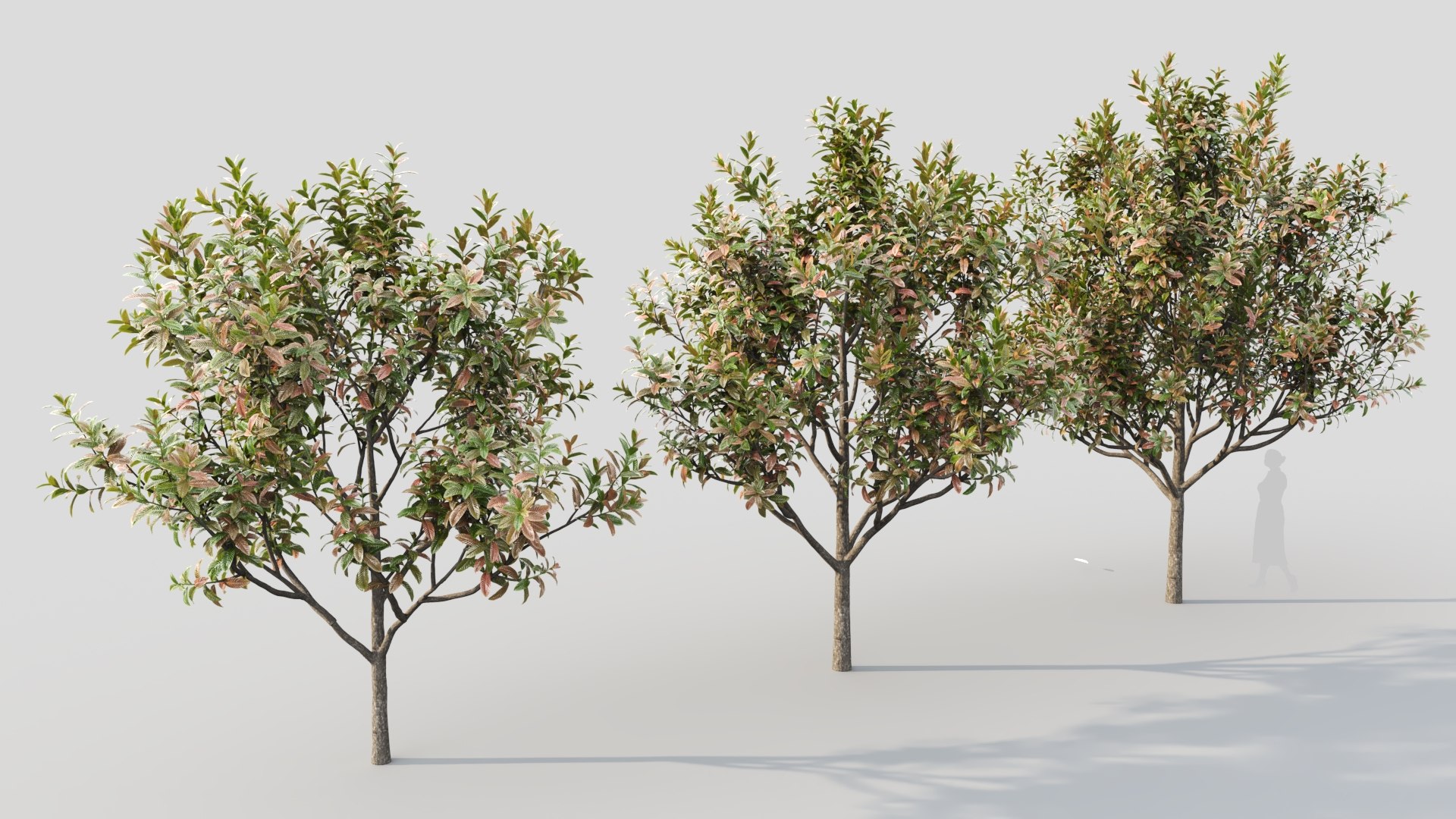 3D Loquat C - TurboSquid 2158620