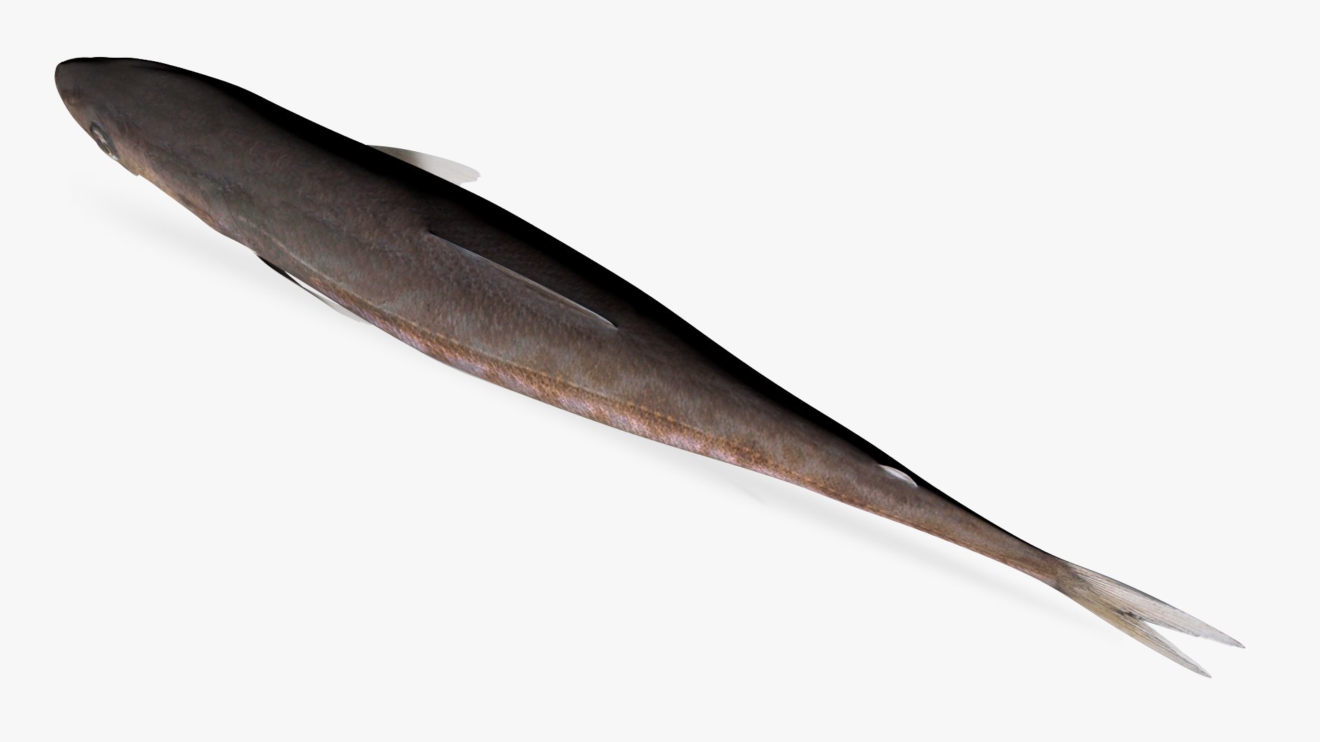 Lizardfish 3D model - TurboSquid 1738567