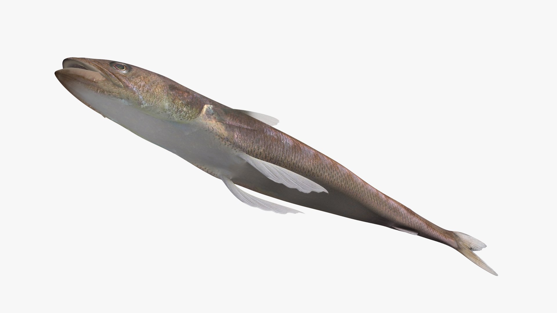 Lizardfish 3D model - TurboSquid 1738567