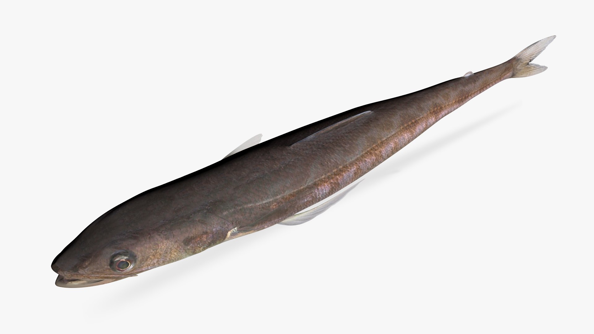 Lizardfish 3D model - TurboSquid 1738567