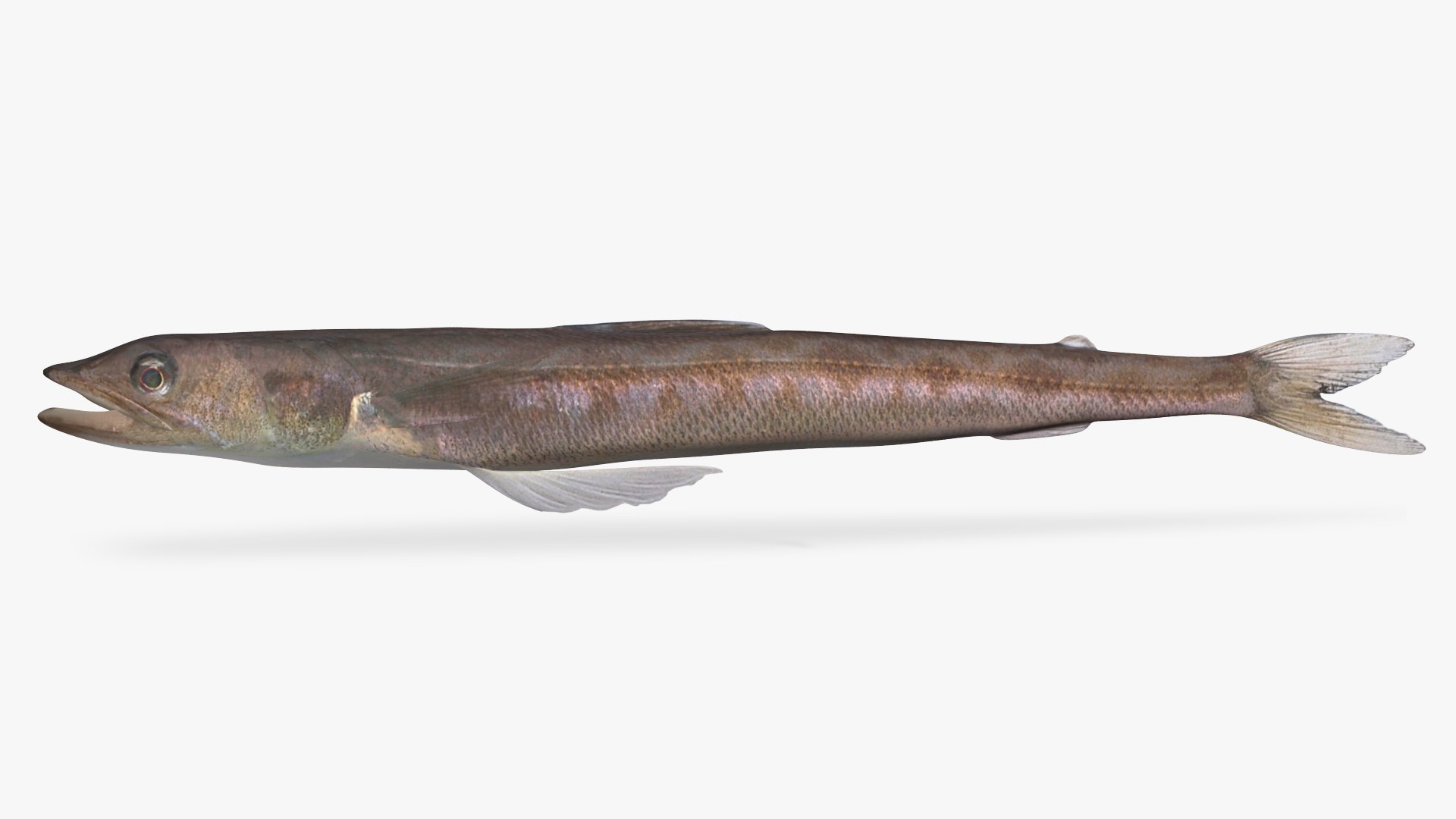 Lizardfish 3D model - TurboSquid 1738567