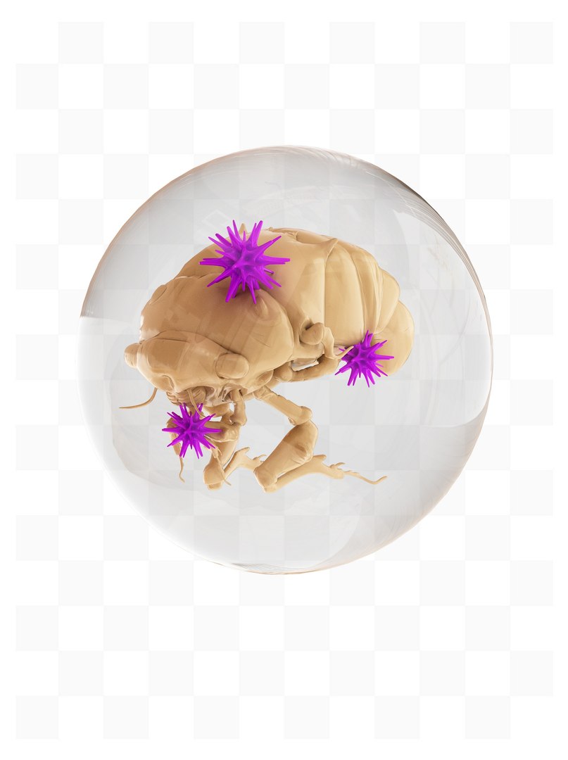 Glass Mites 3D Model - TurboSquid 2052526