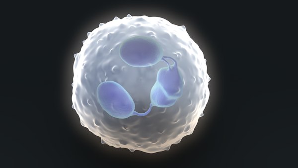 white blood cell 3d obj